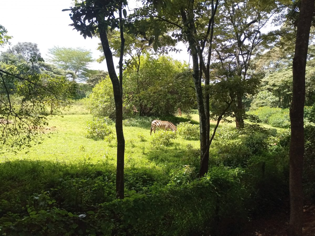 Hike 021: Nairobi Safari Walk – Hiking Adventures