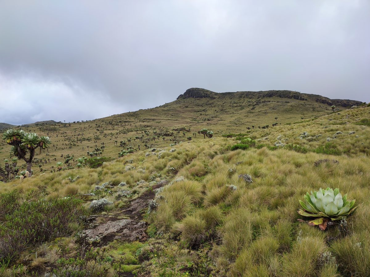 Hike 108: Mount Satima – Table Mountain Traverse – Hiking Adventures