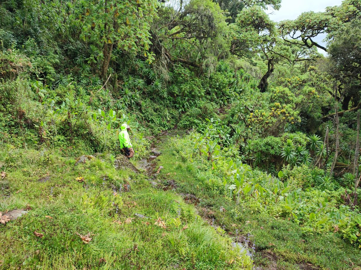 Hike 116: Mutubio – Mutarakwa Traverse – Hiking Adventures