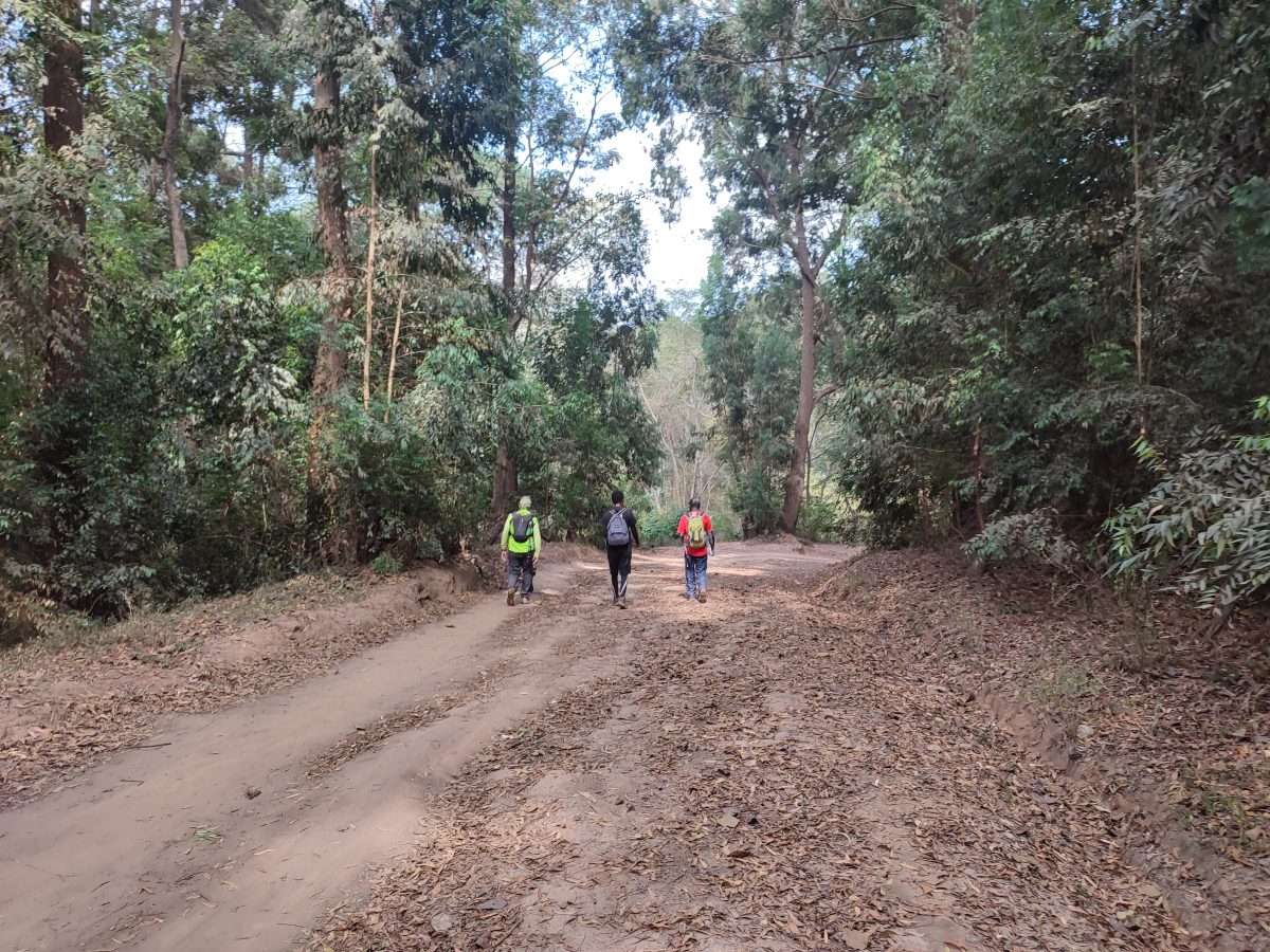 Hike 167: Mbooni Forest – Hiking Adventures