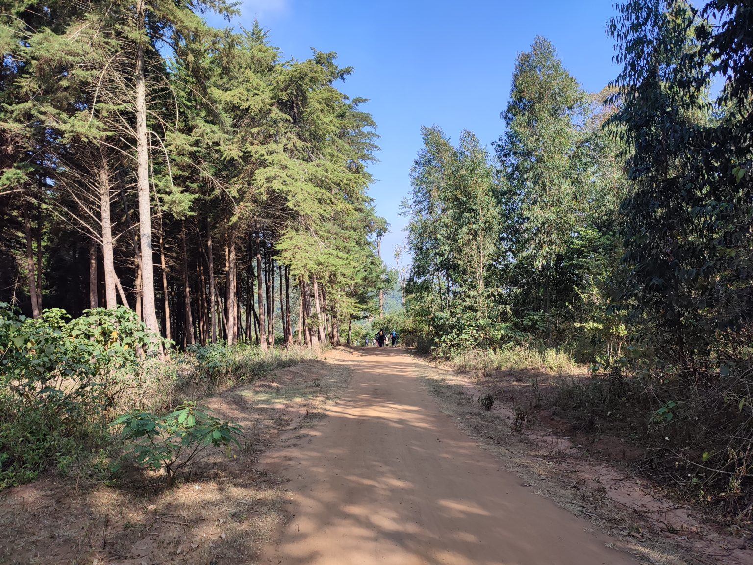 Hike 167: Mbooni Forest – Hiking Adventures