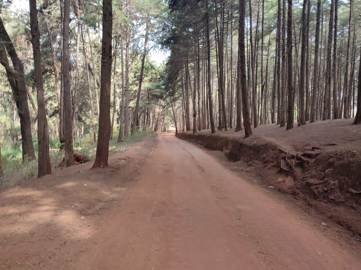 Hike 167: Mbooni Forest – Hiking Adventures