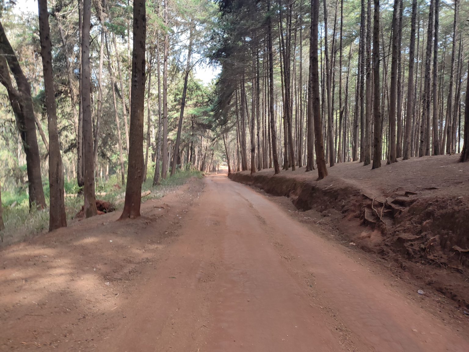 Hike 167: Mbooni Forest – Hiking Adventures