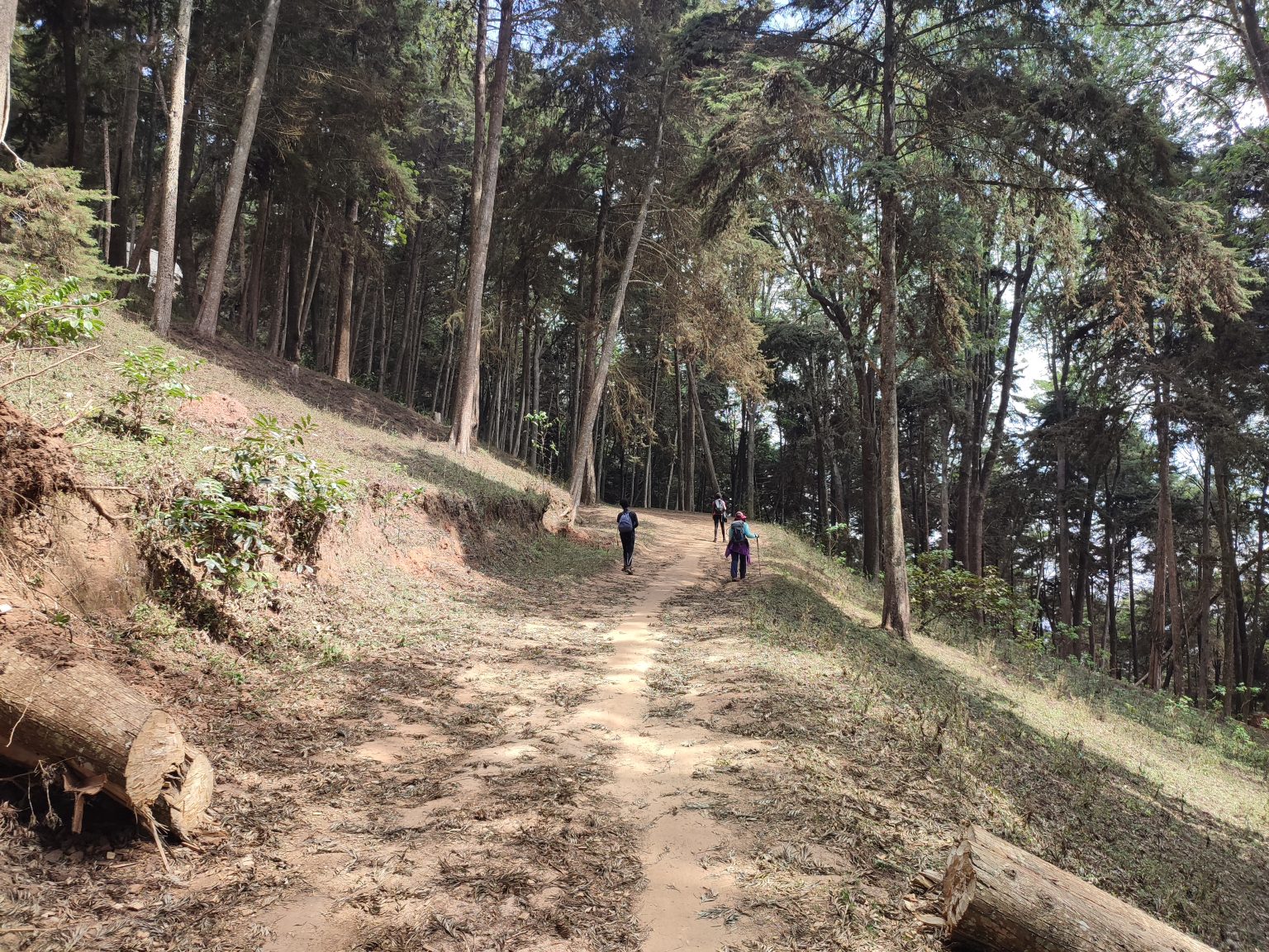 Hike 167: Mbooni Forest – Hiking Adventures