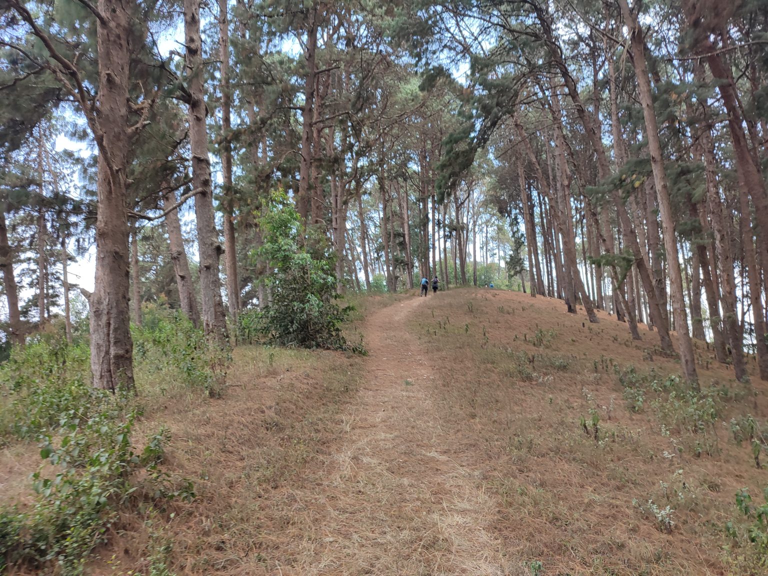 Hike 167: Mbooni Forest – Hiking Adventures